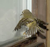 Prevent Window Strikes | Chicago Bird Collision Monitors